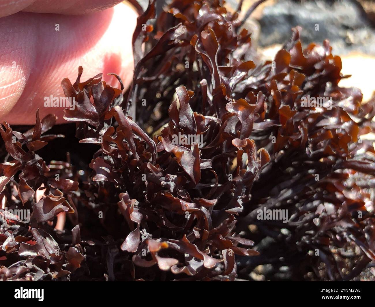 encrusting red algae (Mastocarpus Stock Photo - Alamy