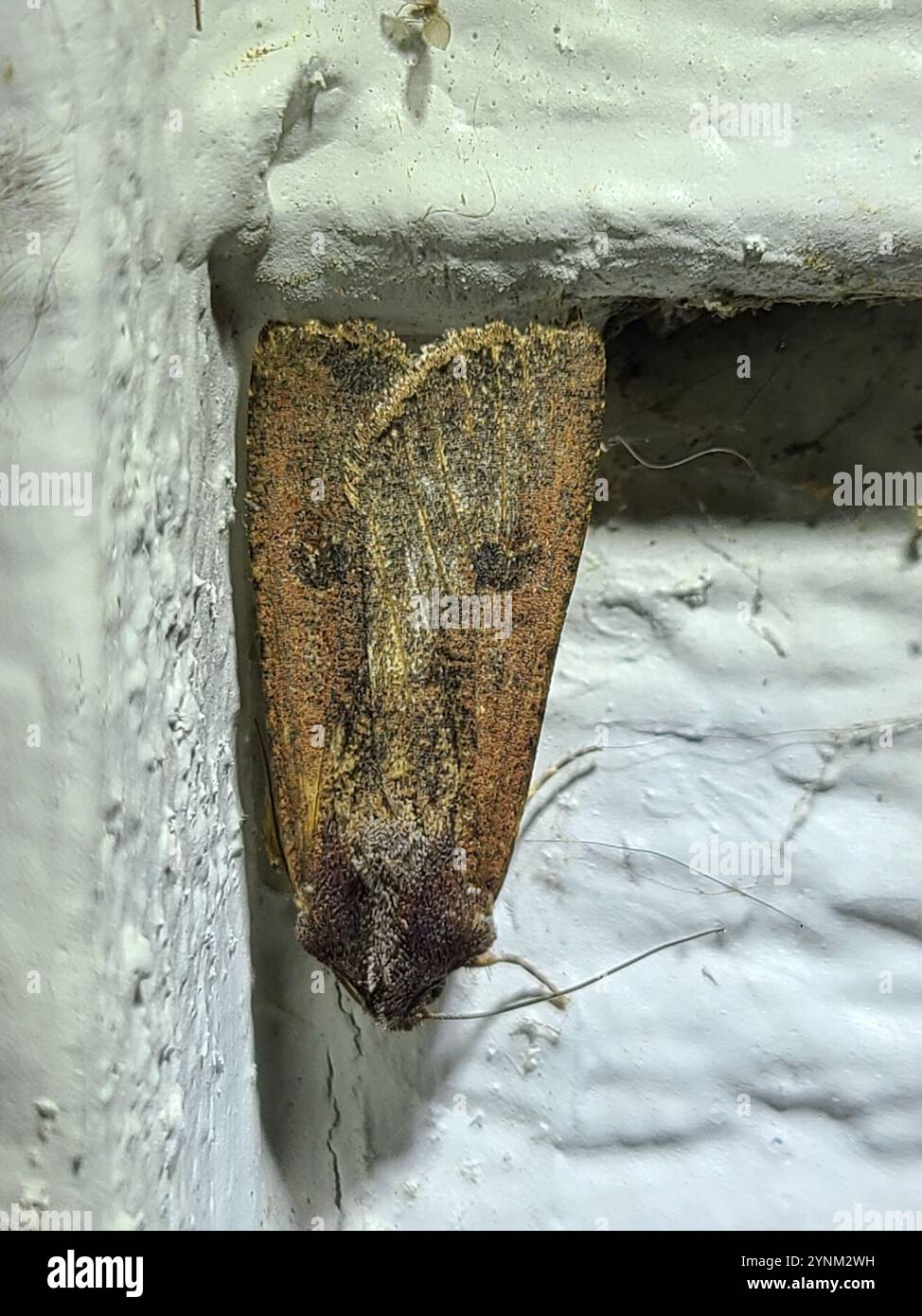 Variegated Cutworm Moth (Peridroma saucia Stock Photo - Alamy