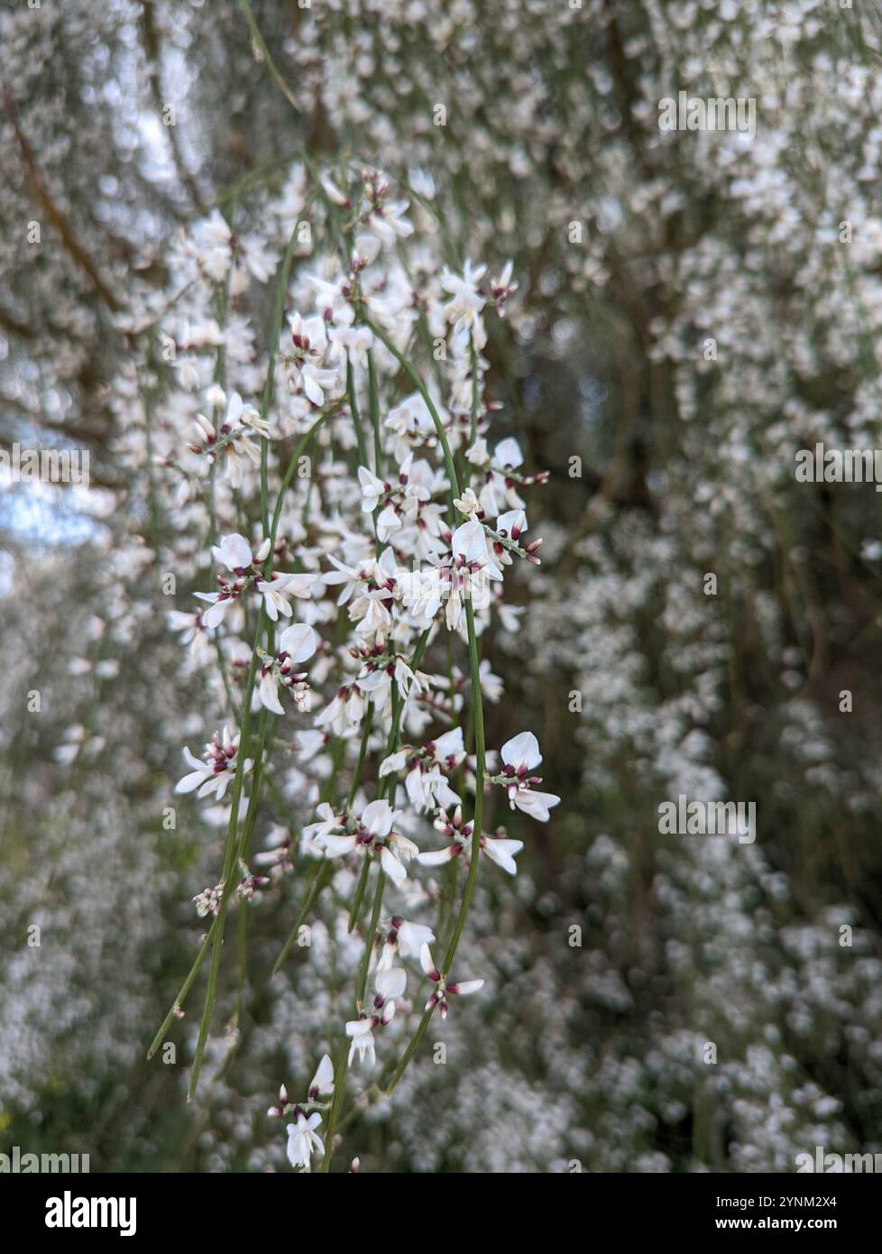 bridal veil broom (Retama monosperma Stock Photo - Alamy