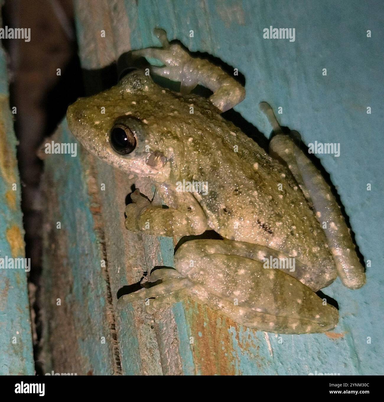 Argentine Snouted Tree Frog (Scinax granulatus Stock Photo - Alamy