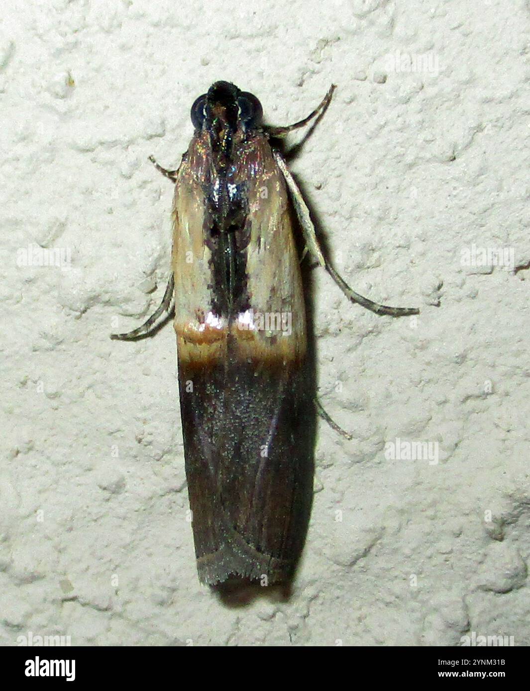 Butterflies and Moths (Lepidoptera Stock Photo - Alamy