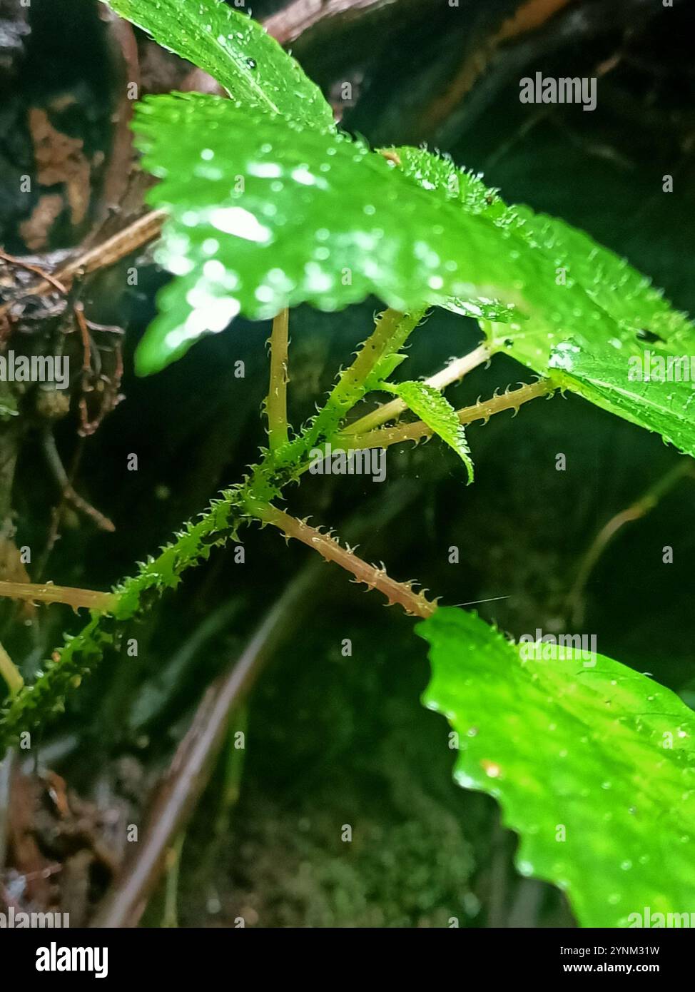 Shining-leaved Stinging Tree (Dendrocnide photiniphylla Stock Photo - Alamy