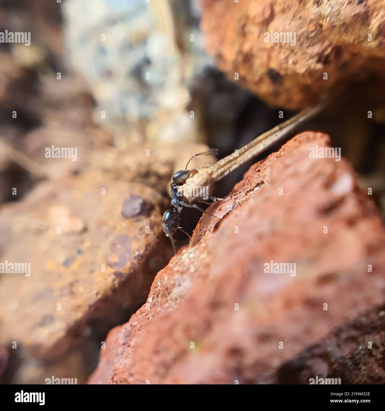 Rainbow, Tyrant, and Meat Ants (Iridomyrmex Stock Photo - Alamy