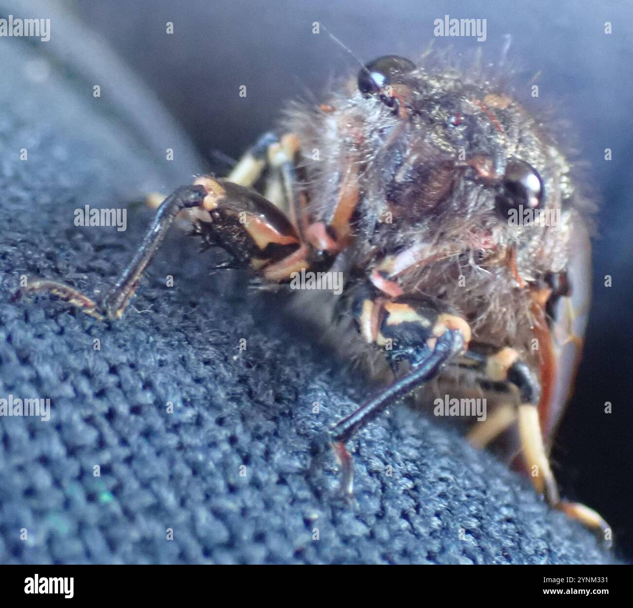 Tasman Twanger (Diemeniana cincta Stock Photo - Alamy