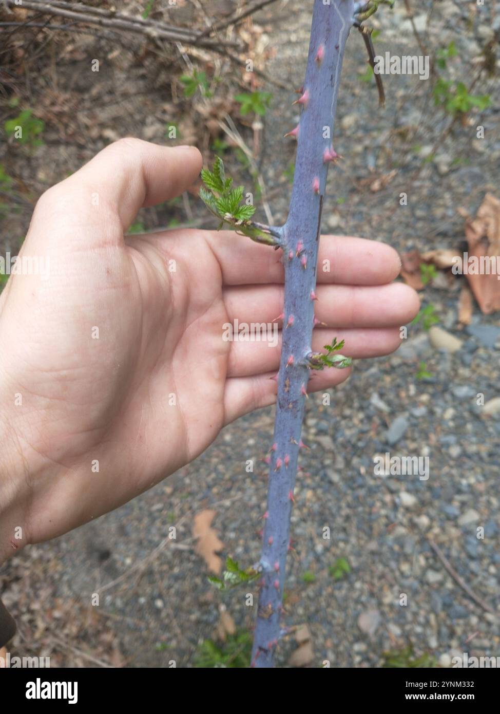 whitebark raspberry (Rubus leucodermis Stock Photo - Alamy