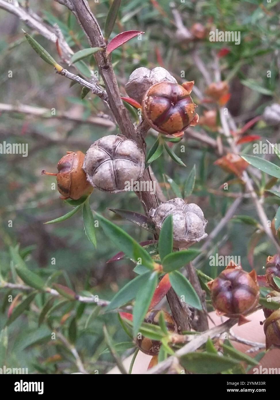 prickly tea-tree (Leptospermum continentale Stock Photo - Alamy