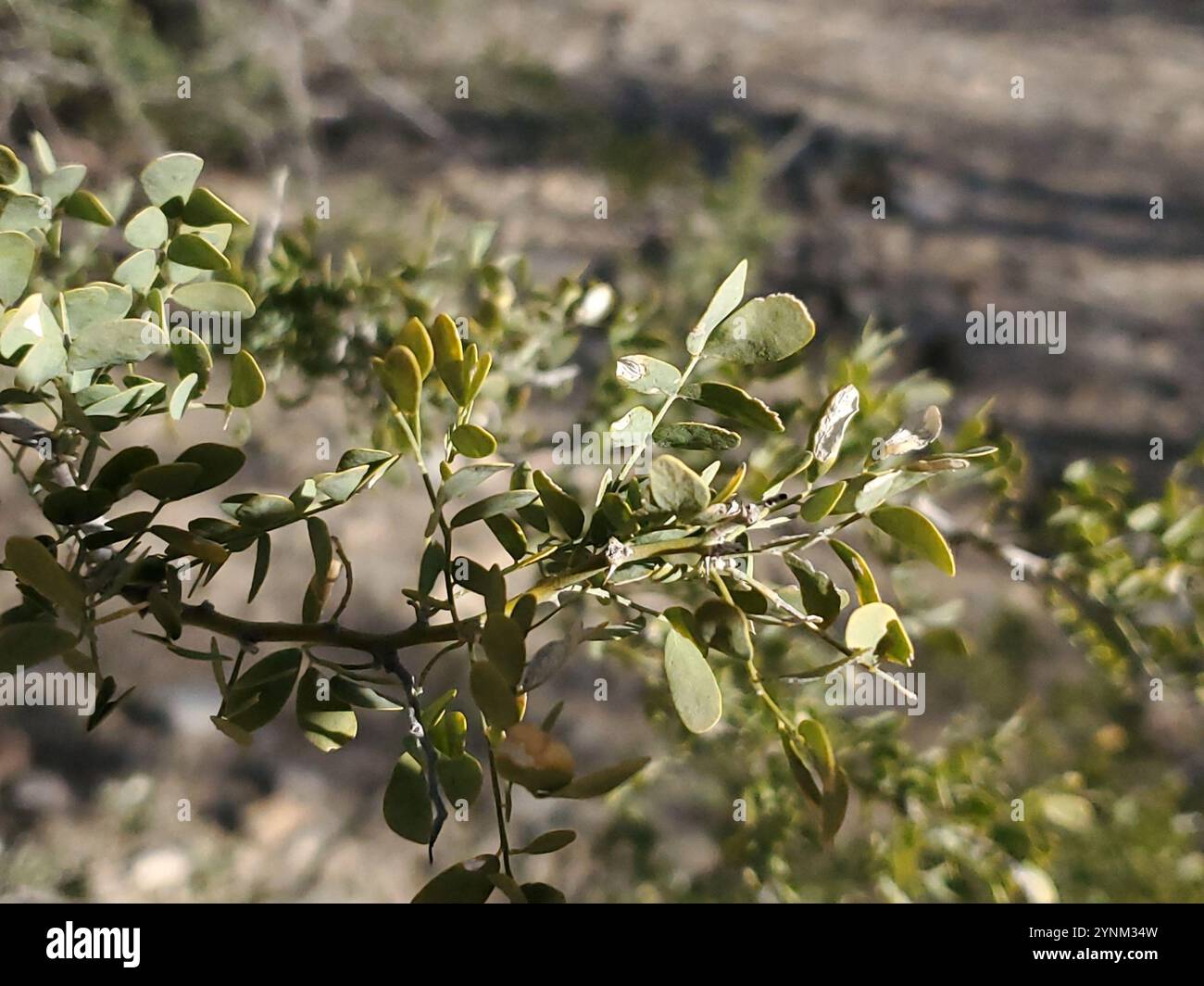 desert ironwood (Olneya tesota Stock Photo - Alamy