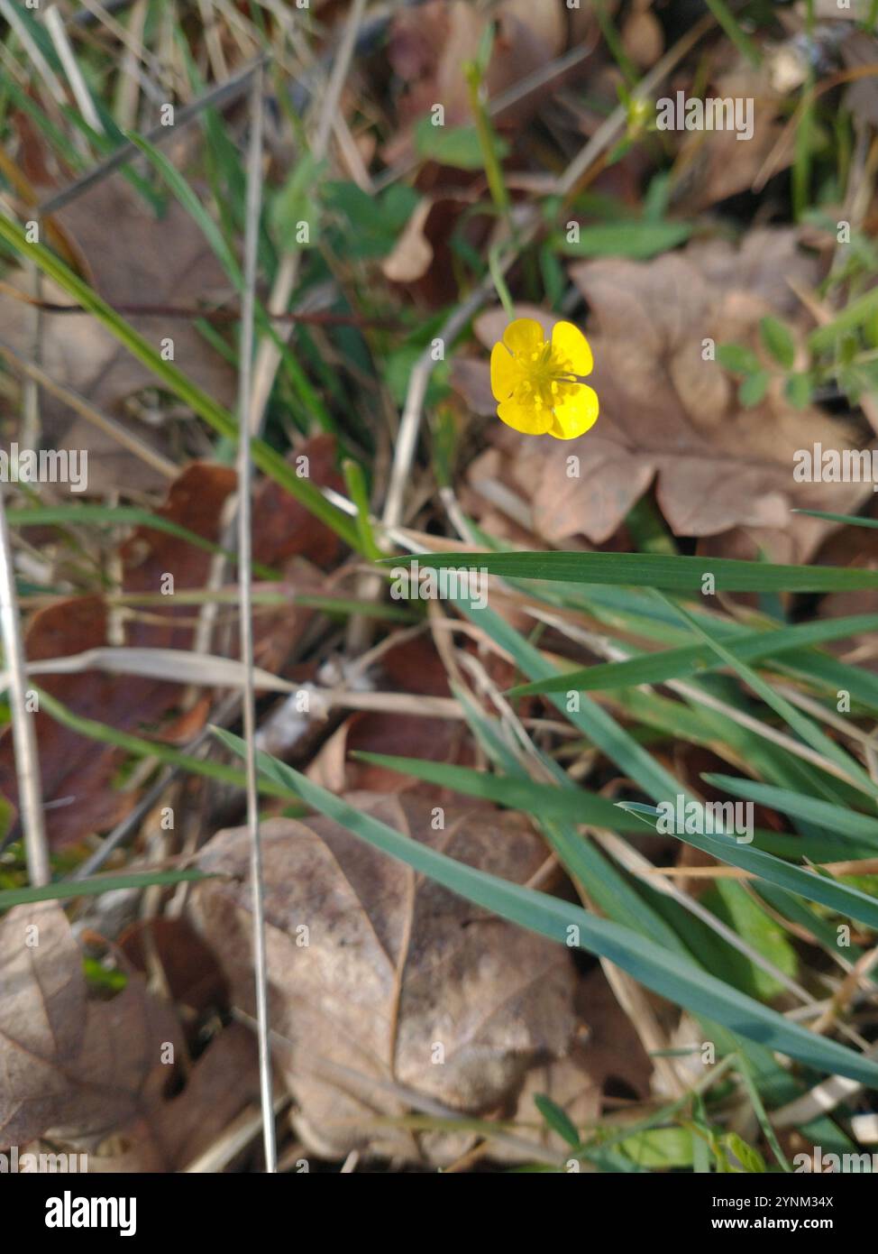 Western Buttercup (Ranunculus occidentalis Stock Photo - Alamy