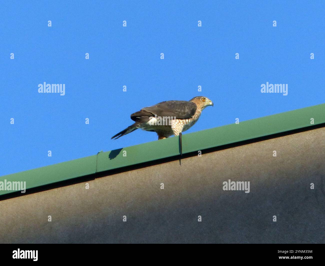 Cooper's Hawk (Astur cooperii Stock Photo - Alamy