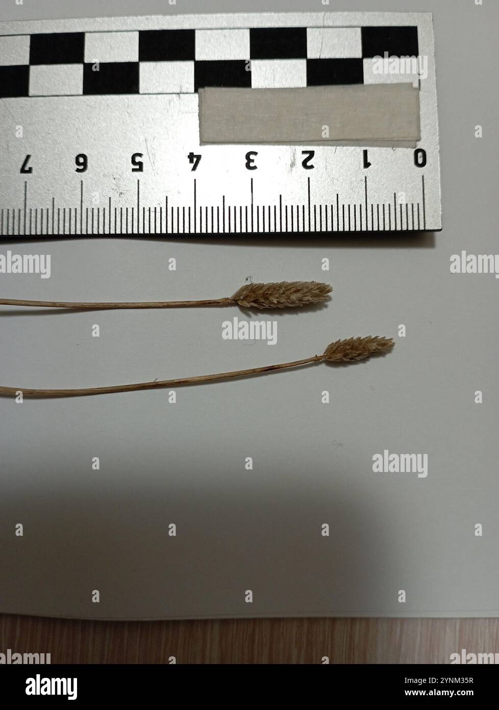 Alpine foxtail hi-res stock photography and images - Alamy