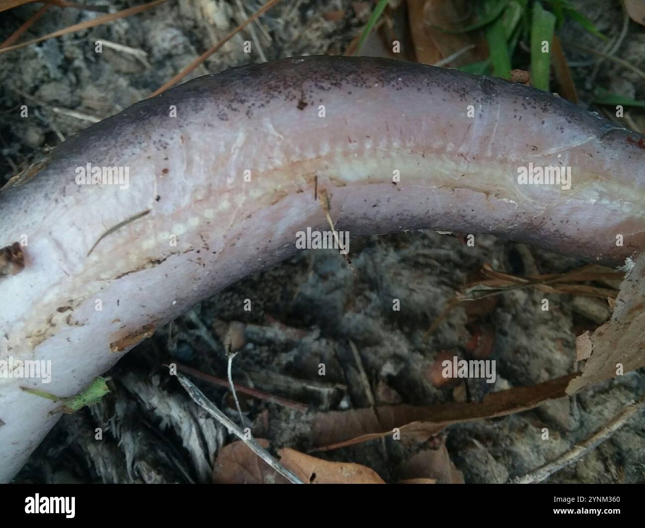 American Eel (Anguilla rostrata Stock Photo - Alamy