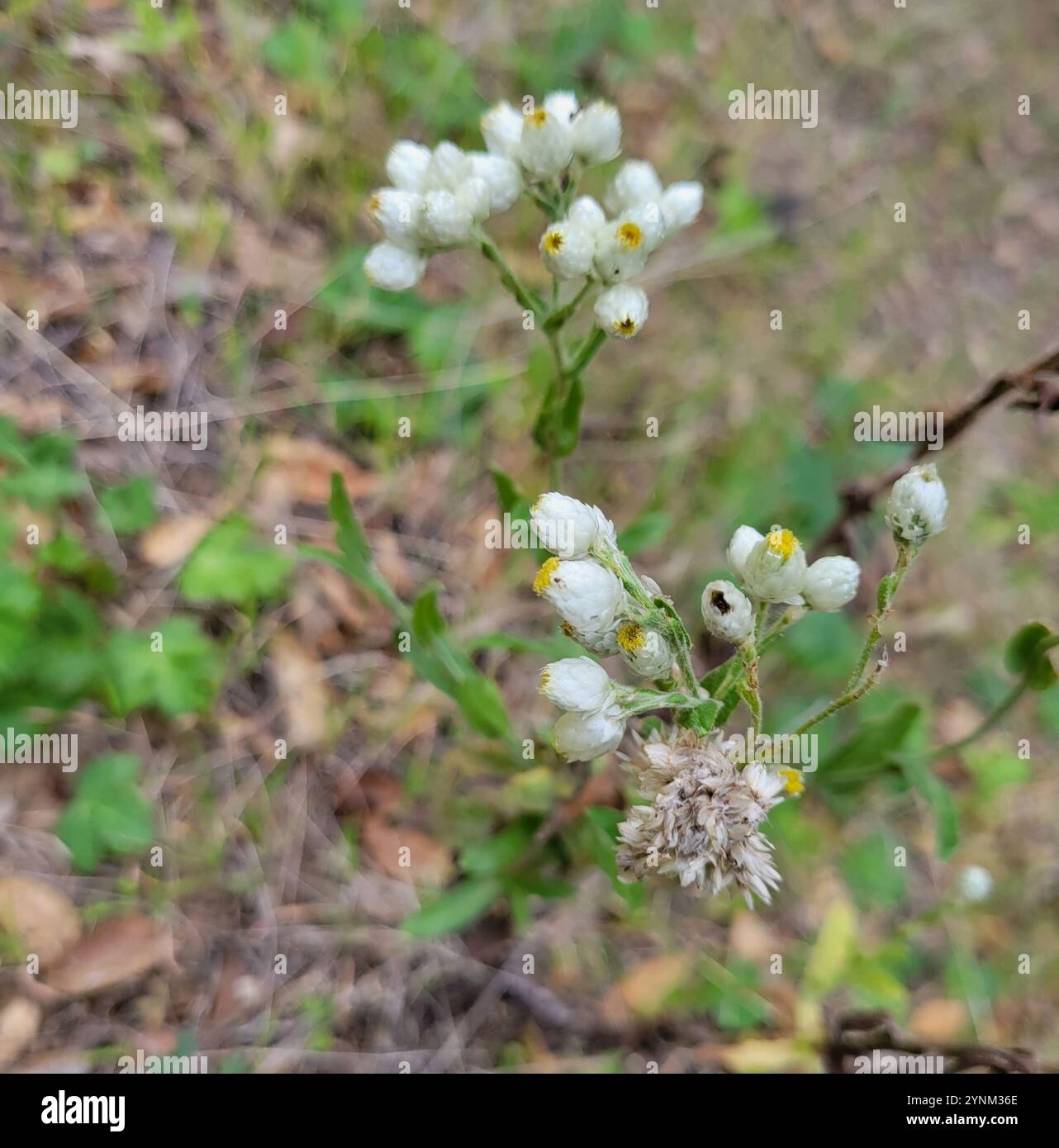 California cudweed (Pseudognaphalium californicum Stock Photo - Alamy