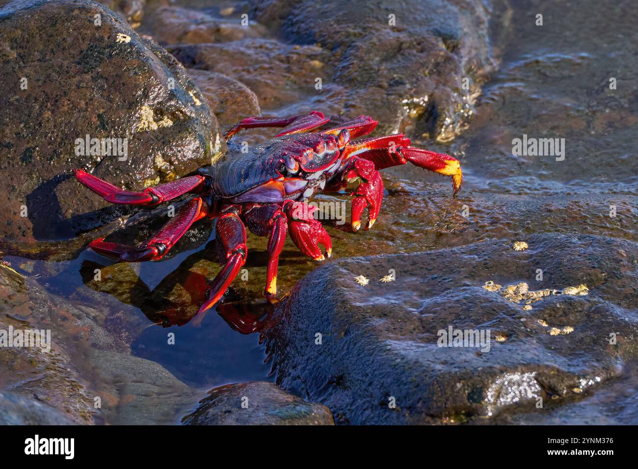 Talos crab hi-res stock photography and images - Alamy