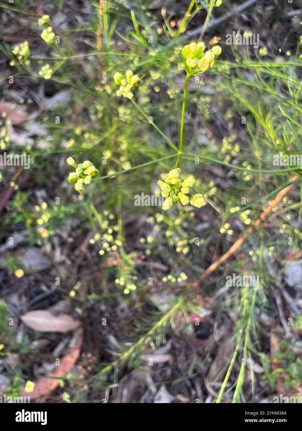Platysace linearifolia hi-res stock photography and images - Alamy