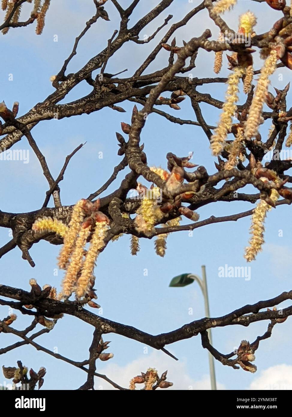 white poplar (Populus alba Stock Photo - Alamy