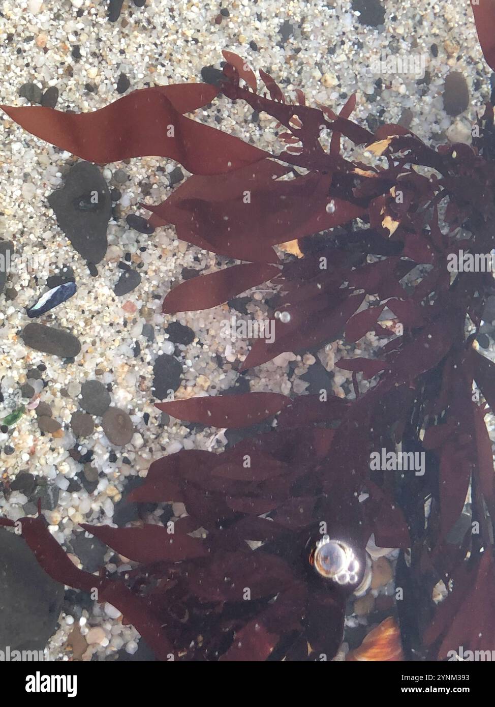 Bleach Weed (Prionitis sternbergii Stock Photo - Alamy