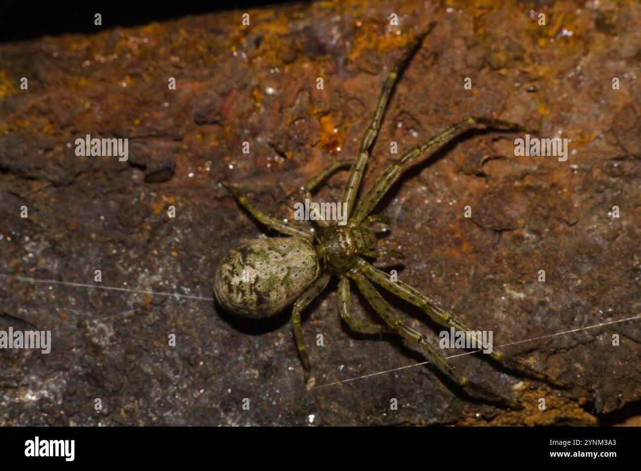 Octopus Spiders (Tmarus Stock Photo - Alamy