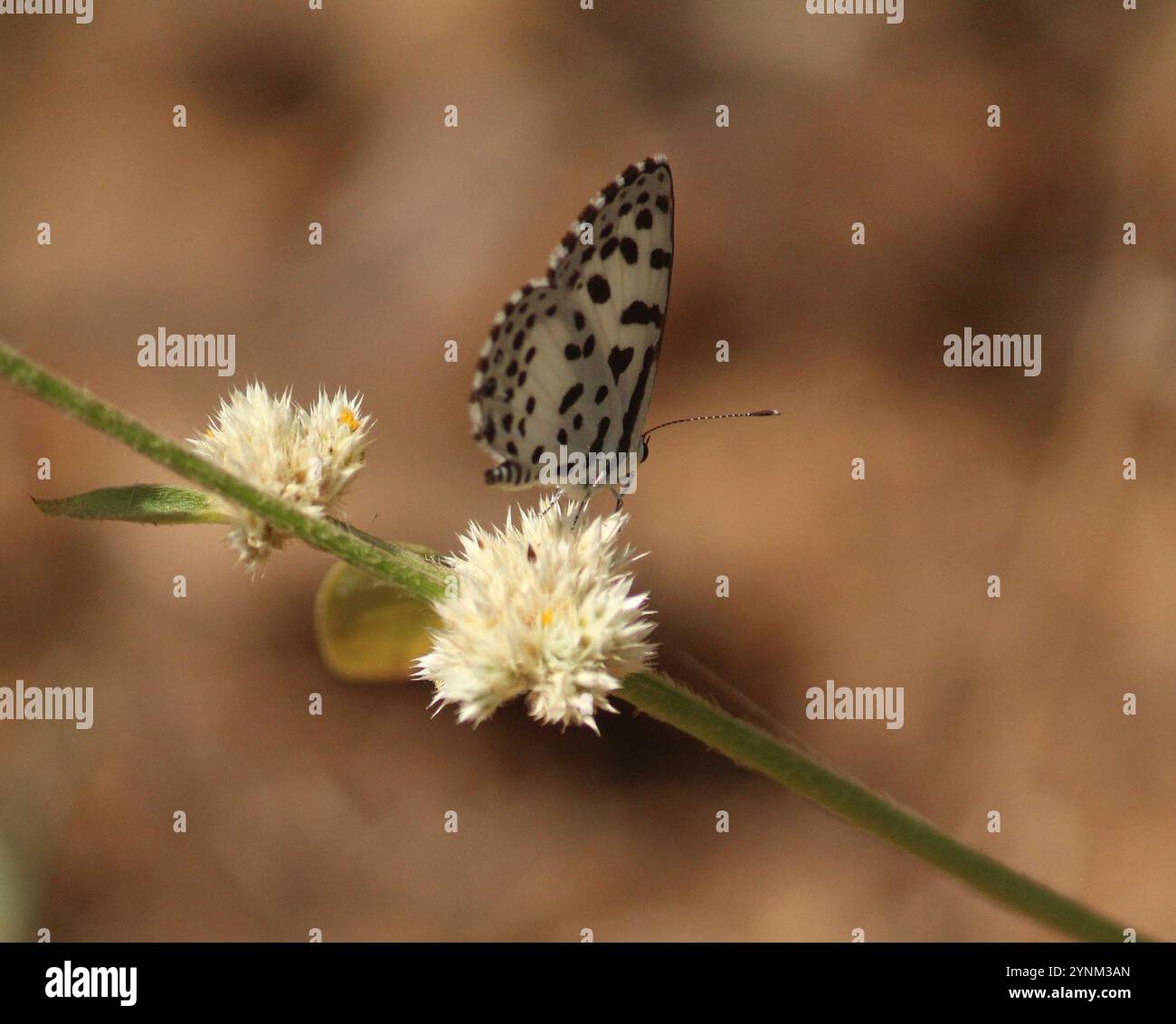 Common Pierrot (Castalius rosimon Stock Photo - Alamy