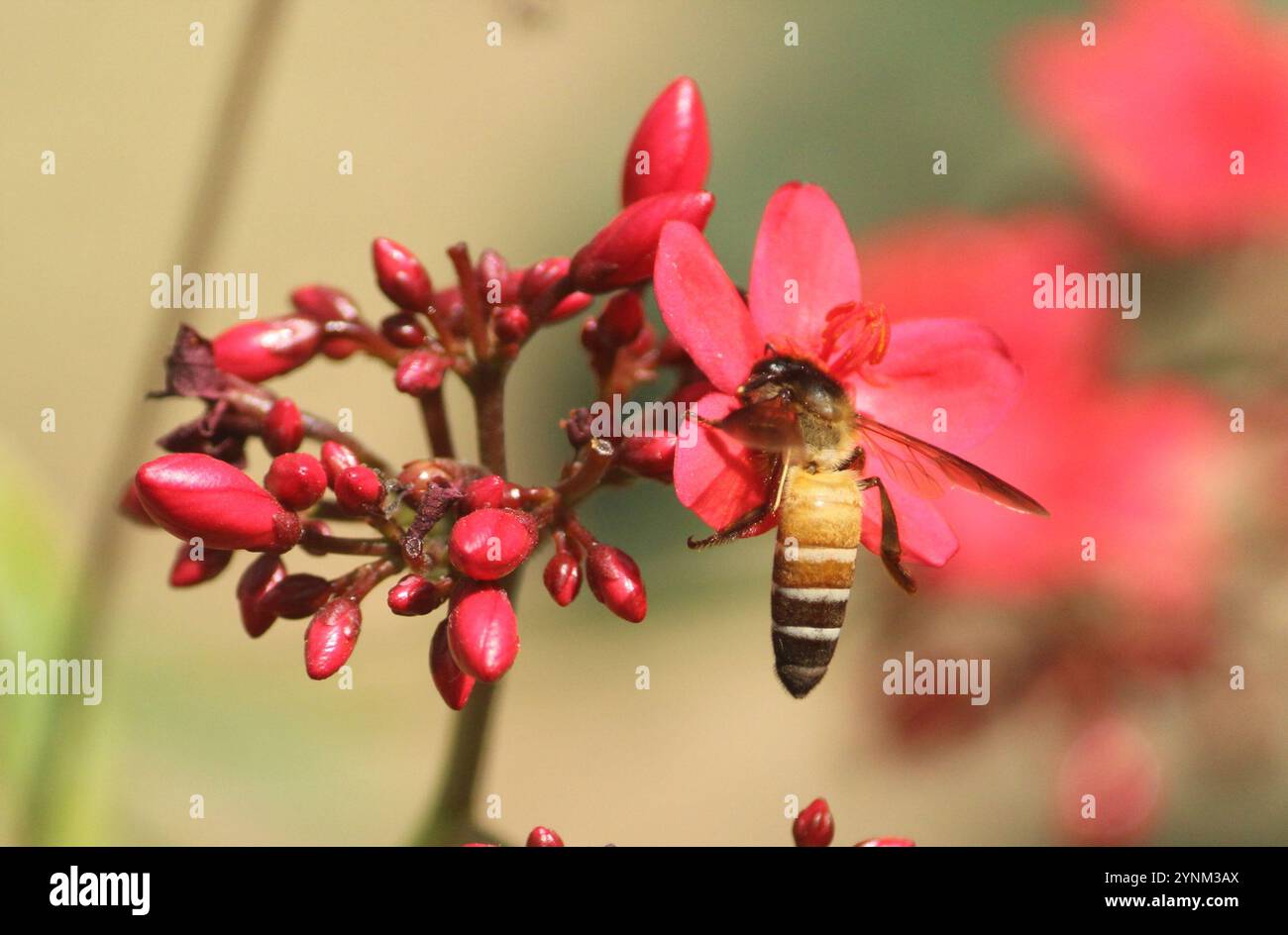 Giant Honey Bee (Apis dorsata Stock Photo - Alamy