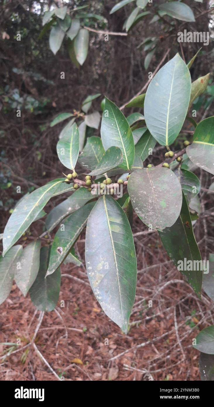 Florida Strangler Fig (Ficus aurea Stock Photo - Alamy