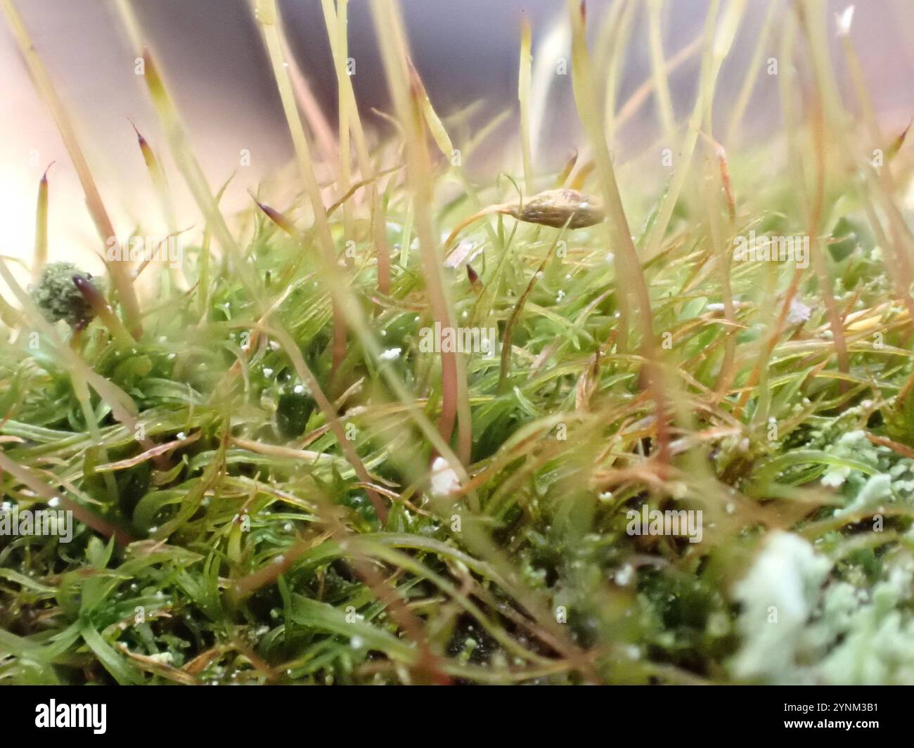 Cape Thread-moss (Orthodontium lineare Stock Photo - Alamy