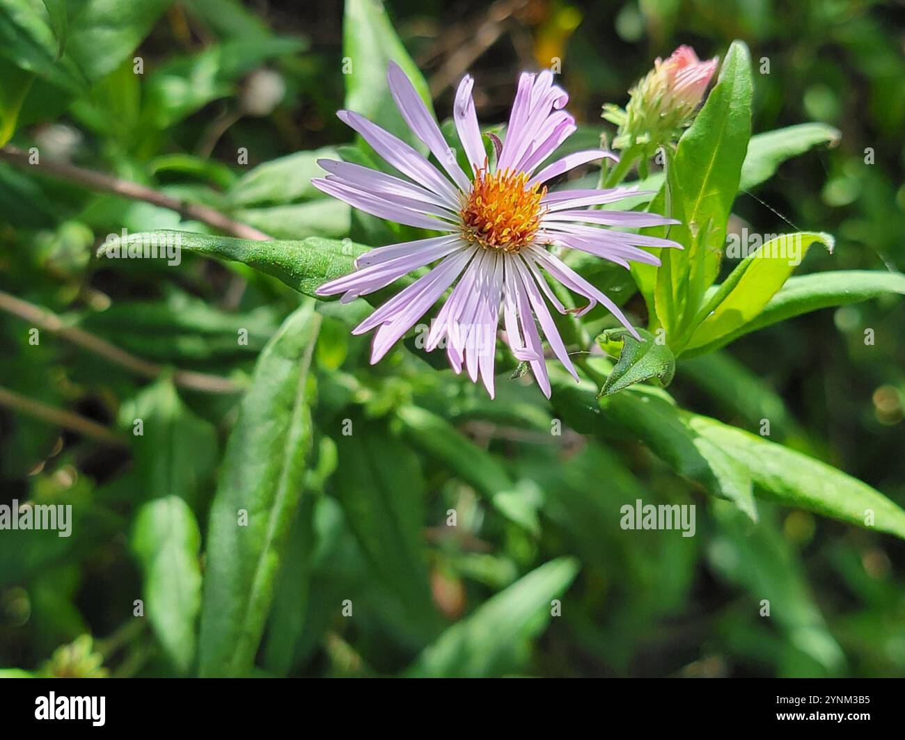 Climbing Aster (Ampelaster carolinianus Stock Photo - Alamy