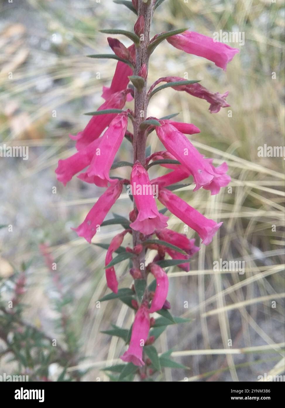 Common Heath (Epacris impressa Stock Photo - Alamy