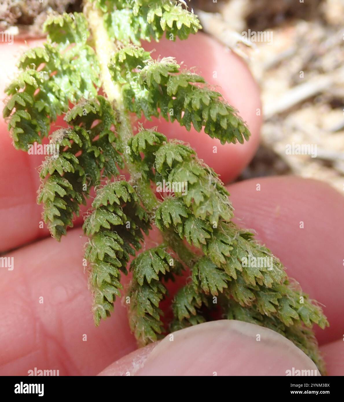 Anemia fern hi-res stock photography and images - Alamy
