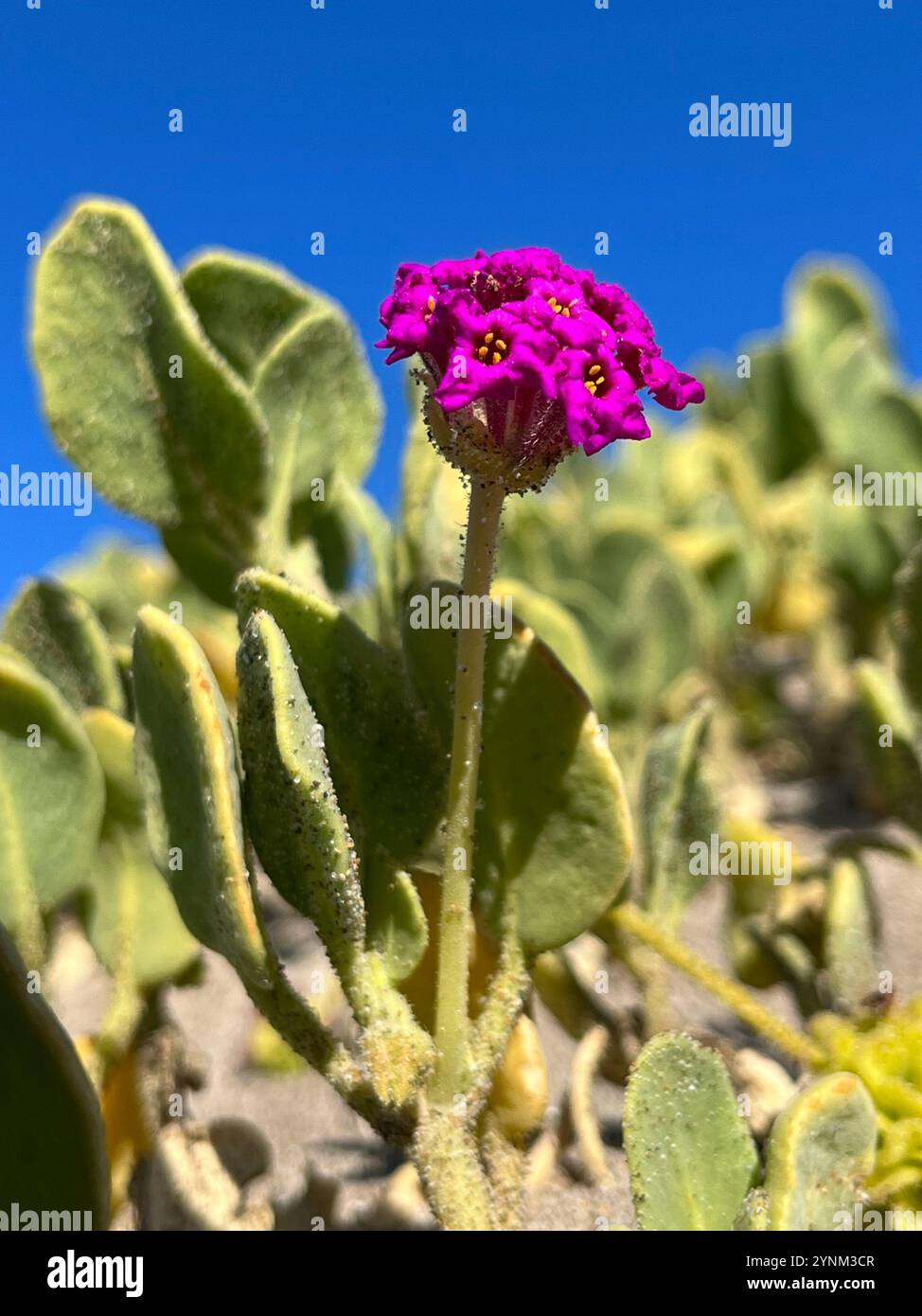 red sand-verbena (Abronia maritima Stock Photo - Alamy