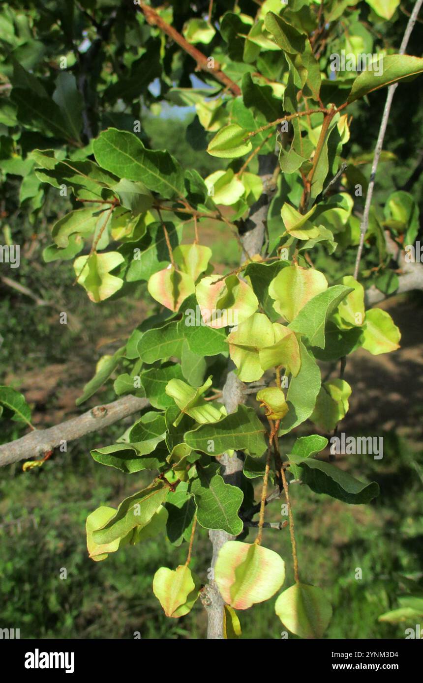 Leadwood (Combretum imberbe Stock Photo - Alamy