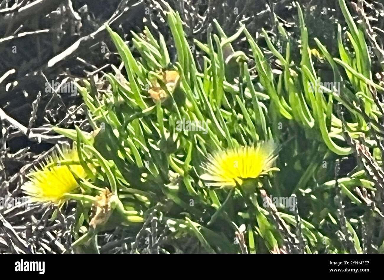 Pig's-root (Conicosia pugioniformis Stock Photo - Alamy