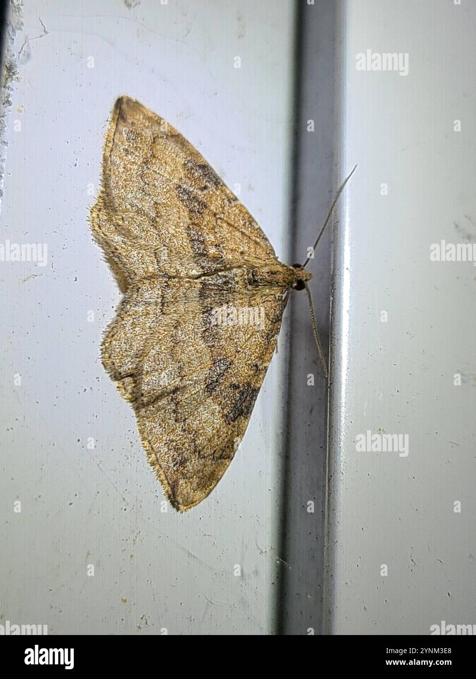Gem Moth (Orthonama obstipata Stock Photo - Alamy