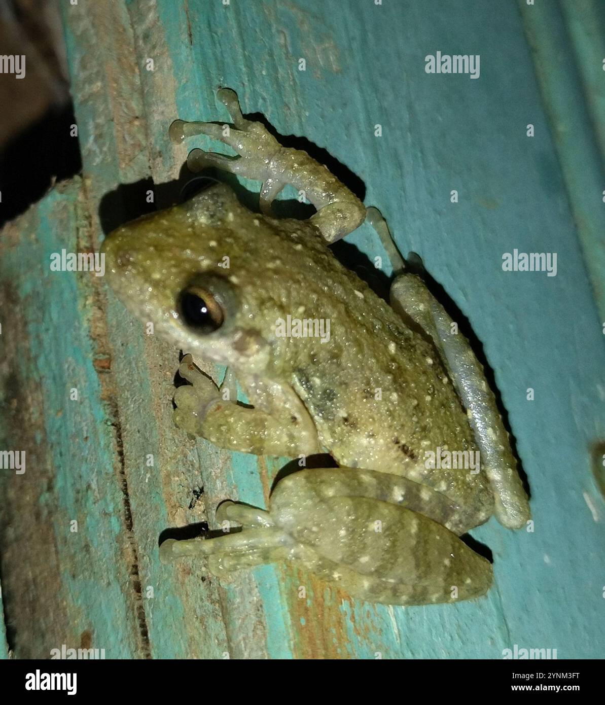 Argentine Snouted Tree Frog (Scinax granulatus Stock Photo - Alamy