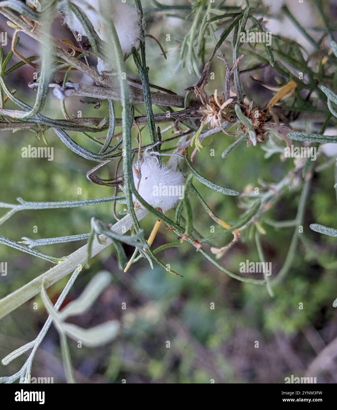 Sagebrush Woolly Stem Gall Midge (Rhopalomyia floccosa Stock Photo - Alamy