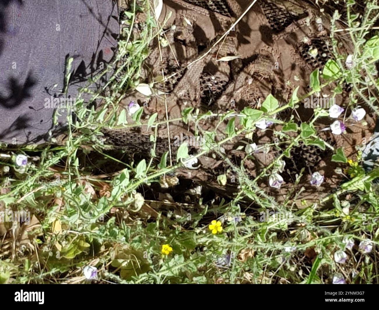 Mediterranean Fluellen (Kickxia commutata Stock Photo - Alamy