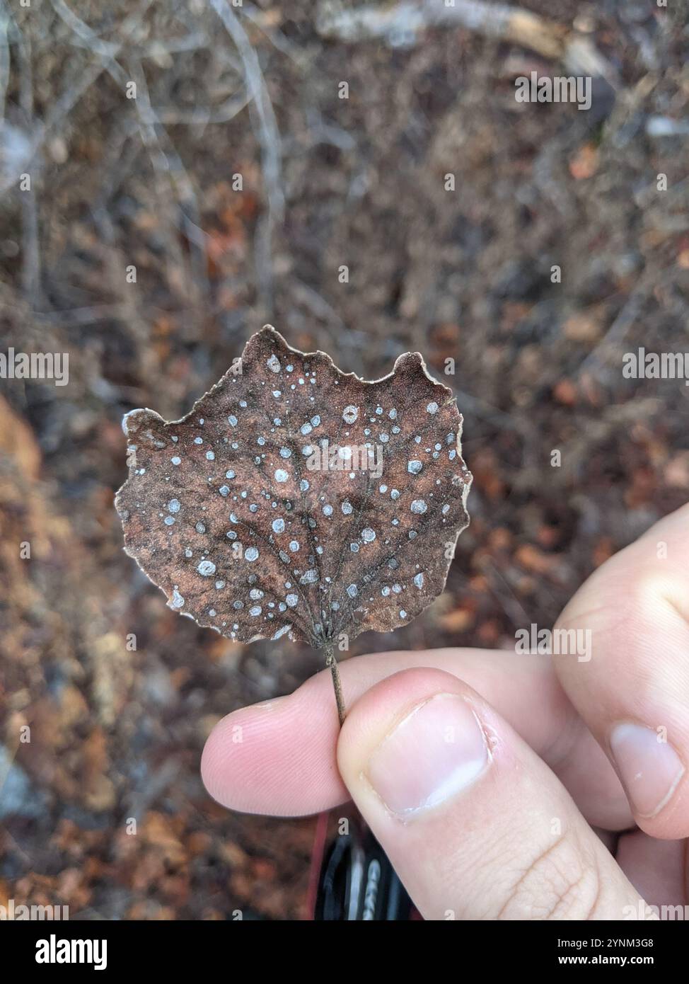 Caesar weed (Urena lobata Stock Photo - Alamy