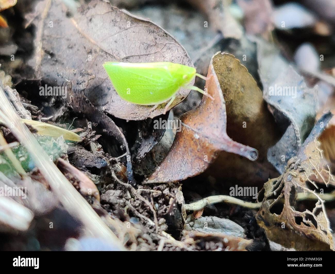 Torpedo Bug (Siphanta acuta Stock Photo - Alamy