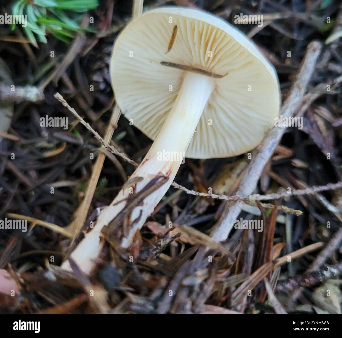 Fragrant Funnel (Clitocybe fragrans Stock Photo - Alamy