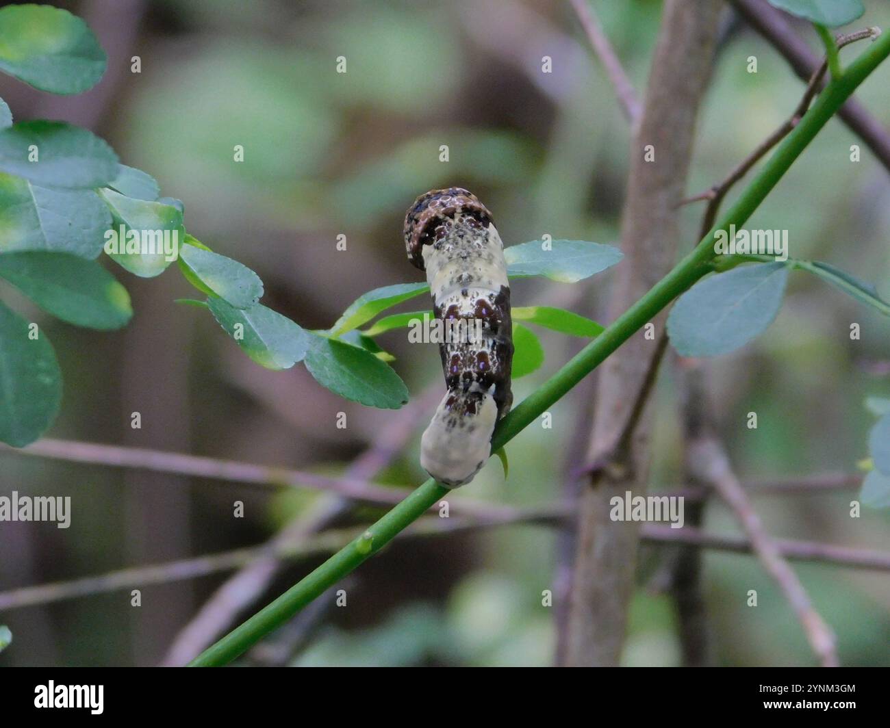 Eastern Giant Swallowtail (Heraclides cresphontes Stock Photo - Alamy