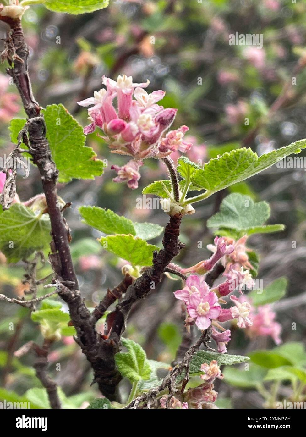 Chaparral Currant (Ribes malvaceum Stock Photo - Alamy