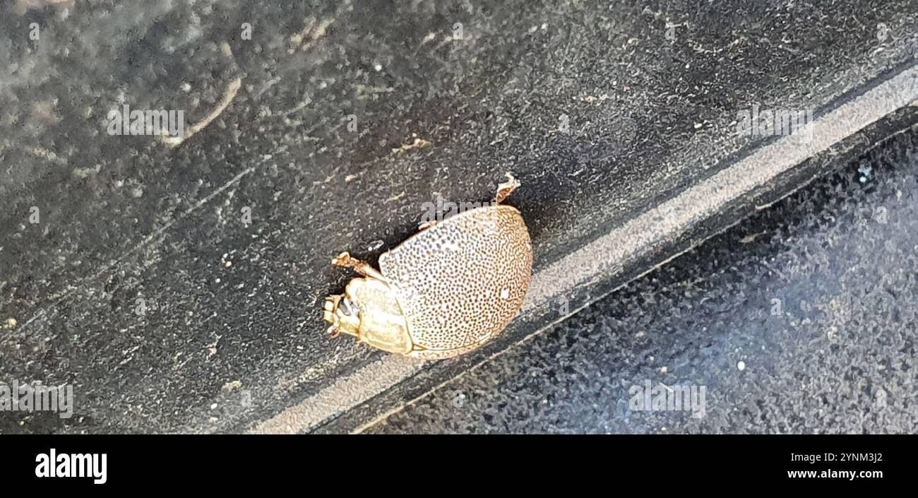 Paropsis hi-res stock photography and images - Alamy