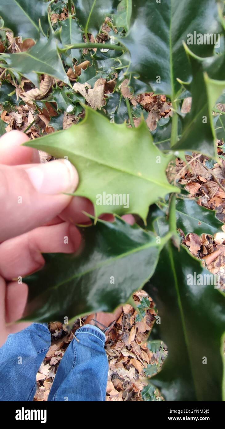European holly (Ilex aquifolium Stock Photo - Alamy
