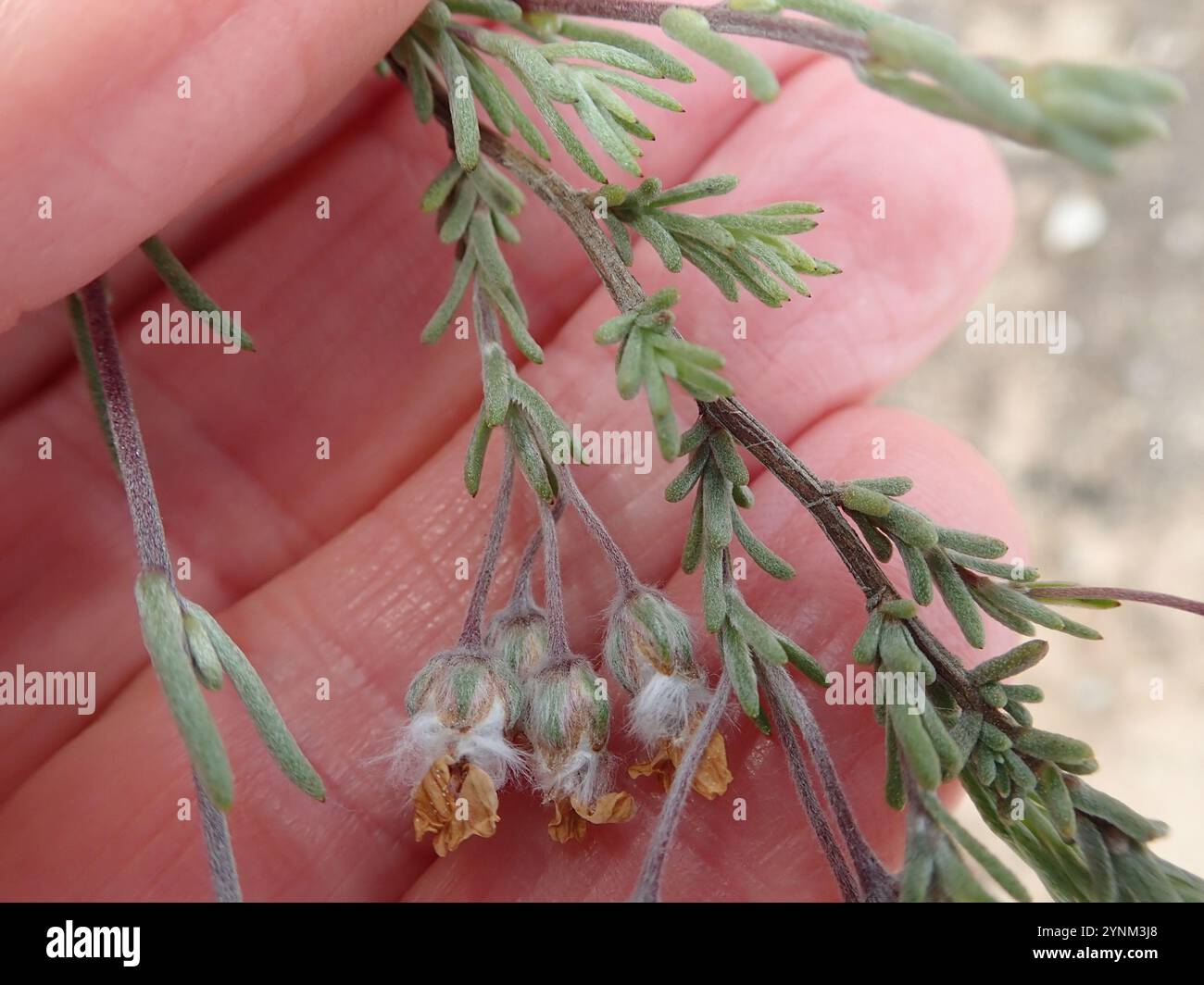 Boegoe hi-res stock photography and images - Alamy