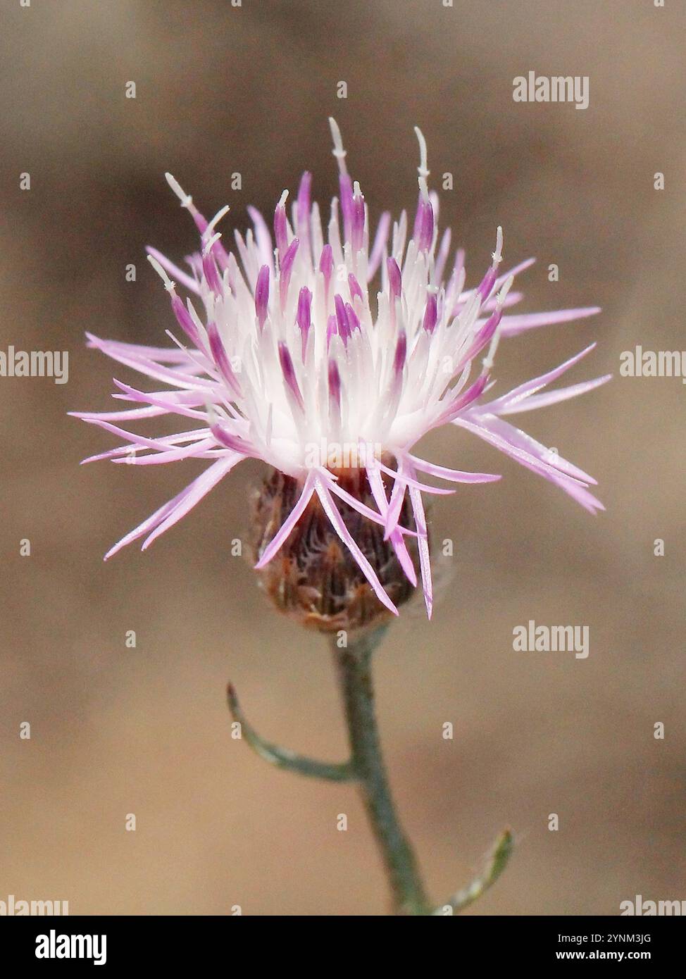 Centaurea arenaria hi-res stock photography and images - Alamy