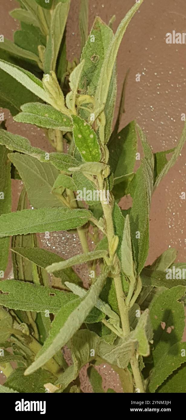 Spiked Sida (Sida hackettiana Stock Photo - Alamy