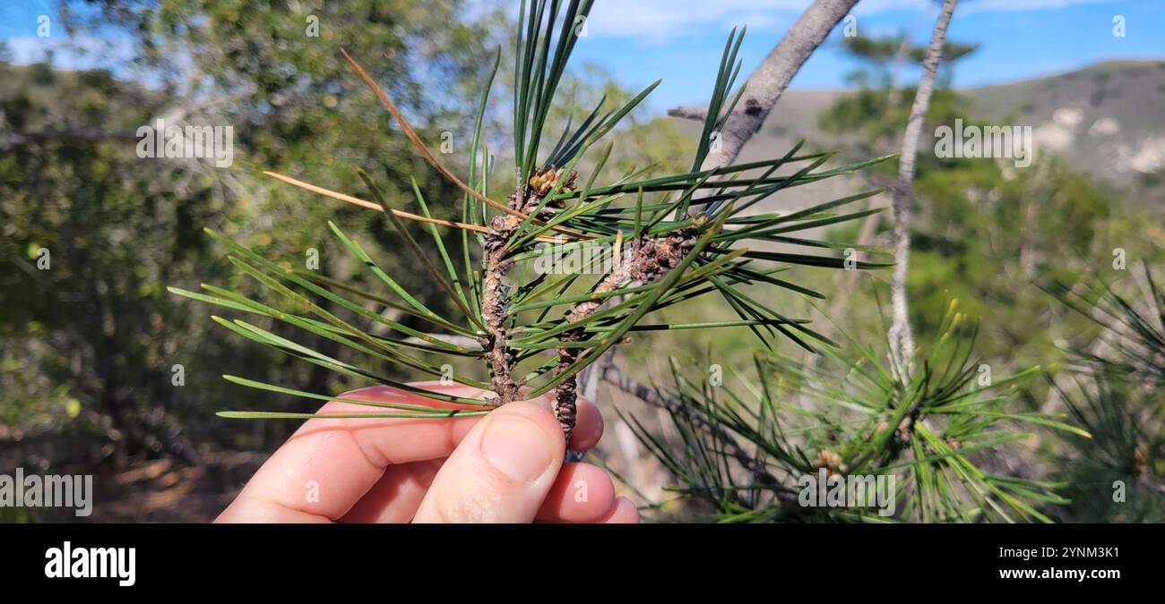 bishop pine (Pinus muricata Stock Photo - Alamy