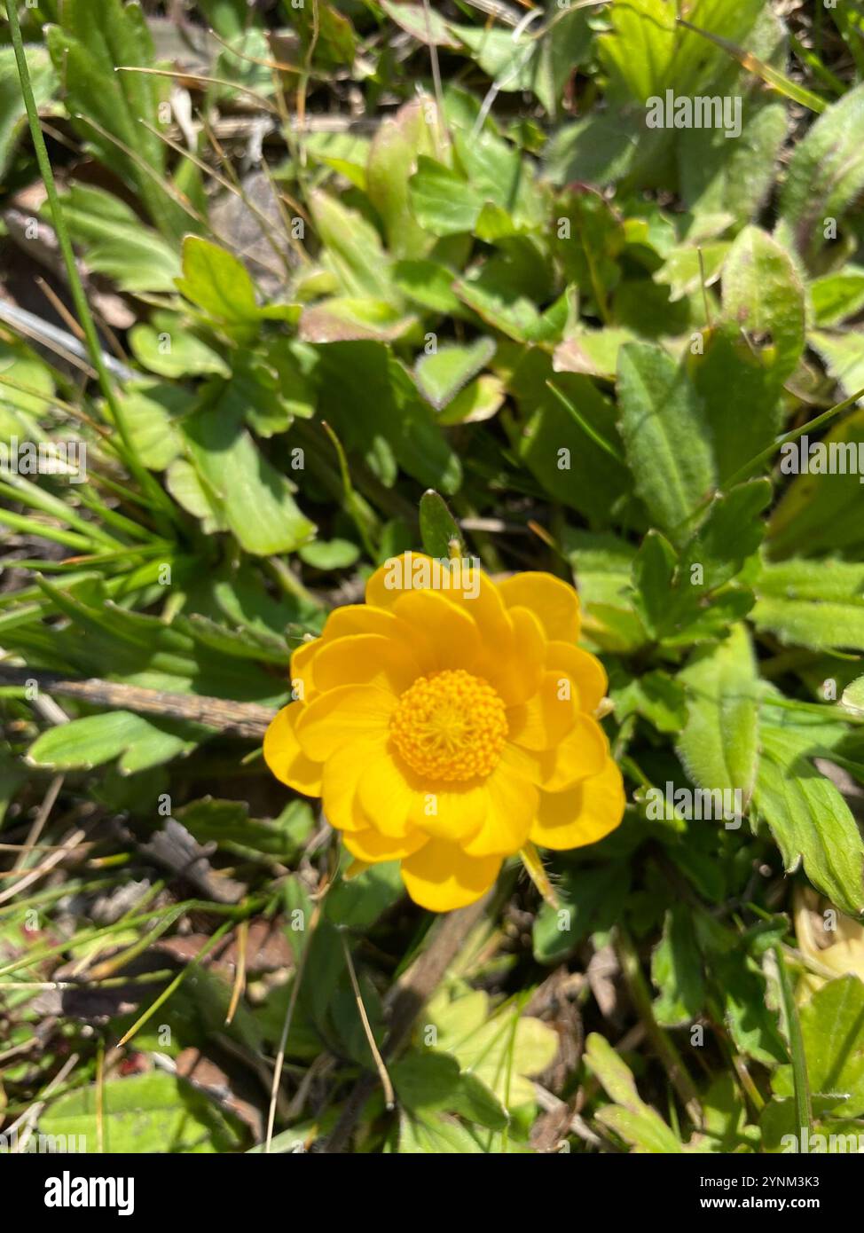Large Buttercup (Ranunculus macranthus Stock Photo - Alamy