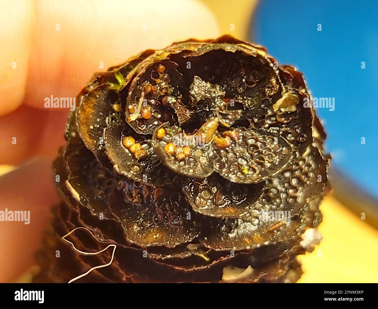 Cherry-Spruce Rust (Thekopsora areolata Stock Photo - Alamy