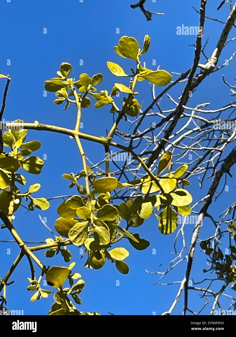 American Mistletoe (Phoradendron leucarpum Stock Photo - Alamy