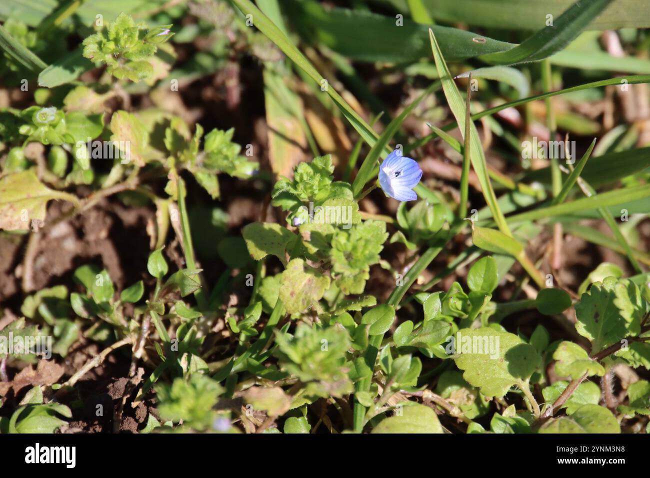 bird's-eye speedwell (Veronica persica Stock Photo - Alamy